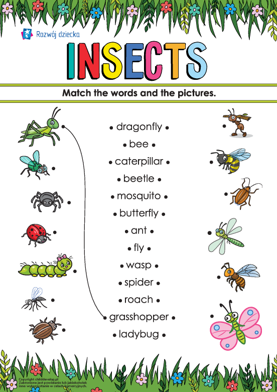 Insects (owady) – match words and pictures – Rozwój dziecka